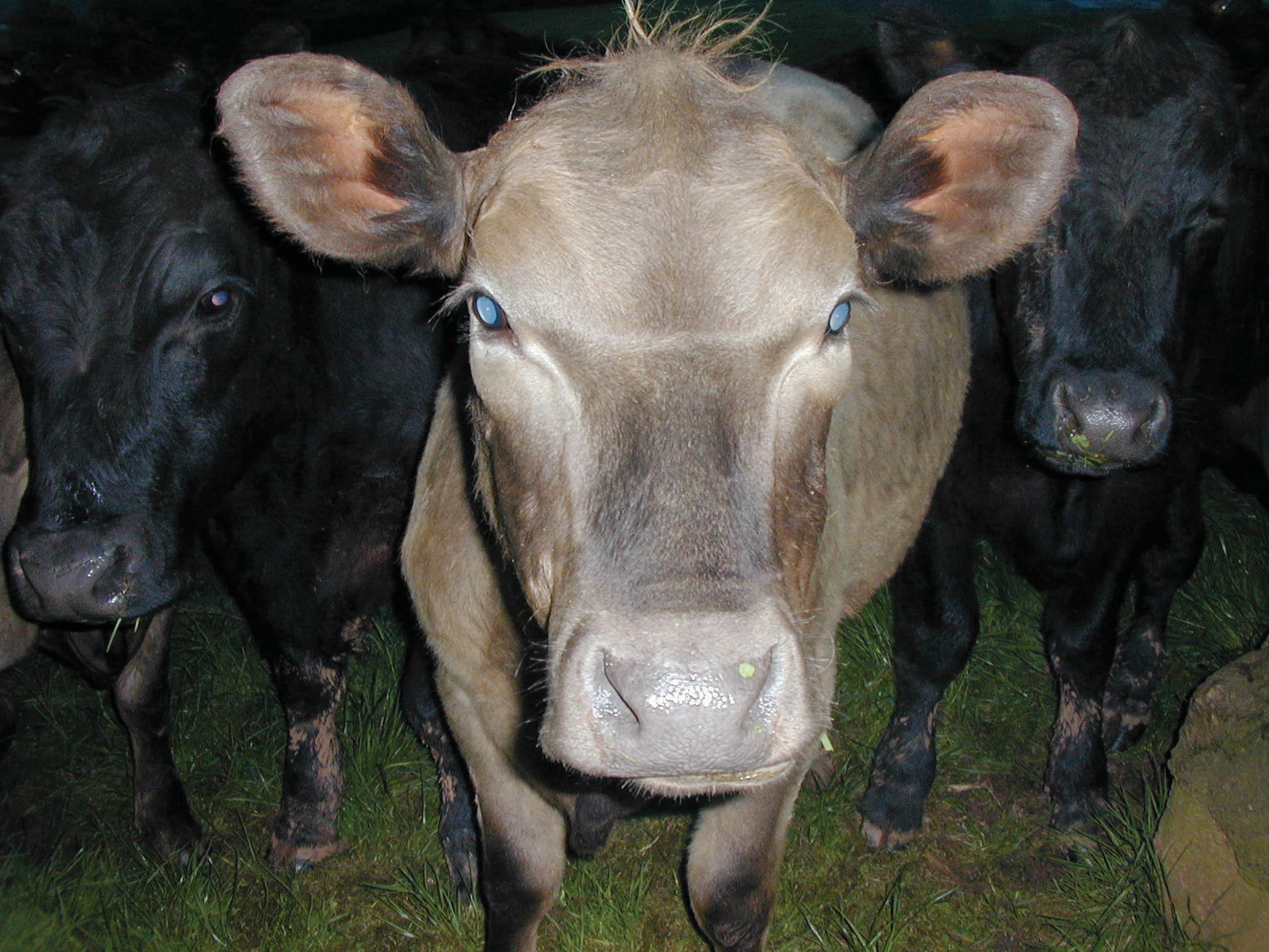 COWS - Dispirito Design